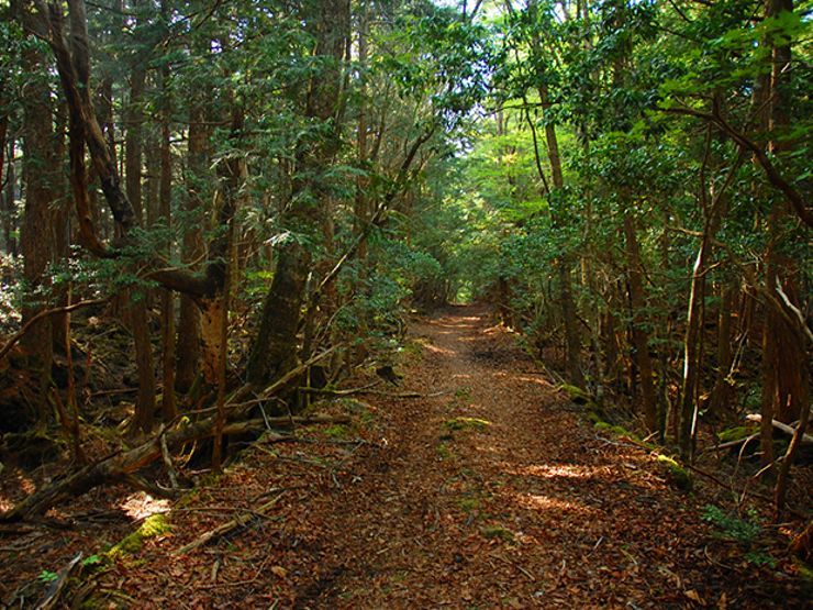 10 Questions You May Have About Aokigahara, Japan's Suicide Forest