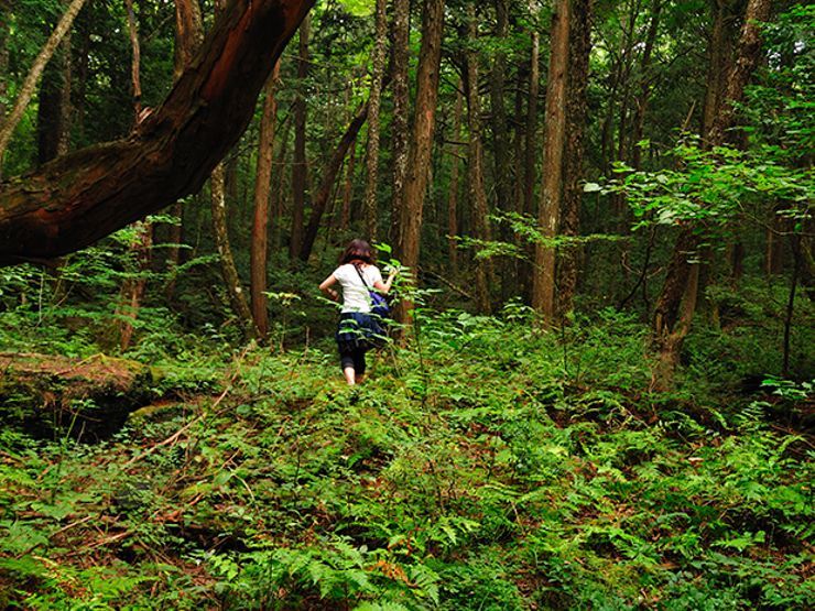 10 Questions You May Have About Aokigahara, Japan's Suicide Forest