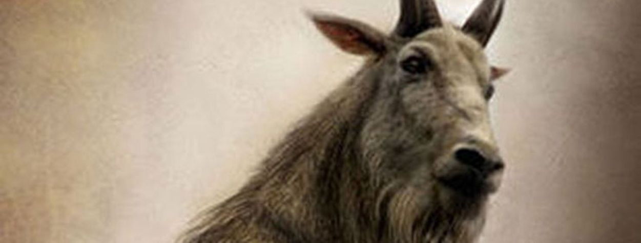 5 Compelling Creatures from Cryptozoology