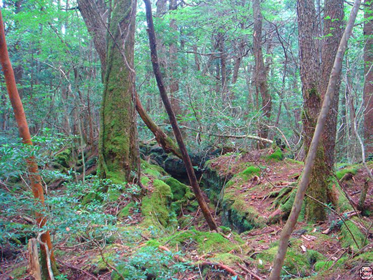 Aokigahara Forest: Japan’s Infamous Suicide Forest
