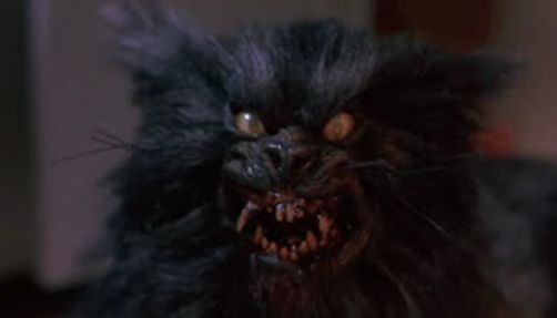 13 of the Scariest Cats of Horror Films