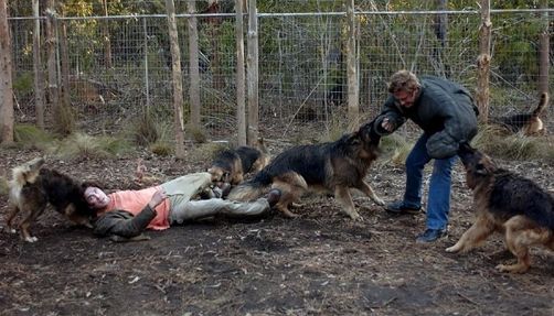 47 of the Best Creature Feature Films