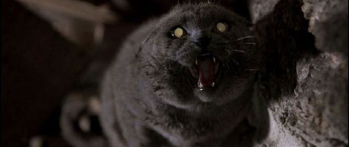 13 of the Scariest Cats of Horror Films