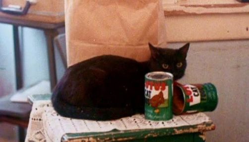 13 of the Scariest Cats of Horror Films