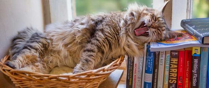 14 of the Best Cat Books for Cat Lovers