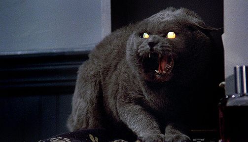13 of the Scariest Cats of Horror Films