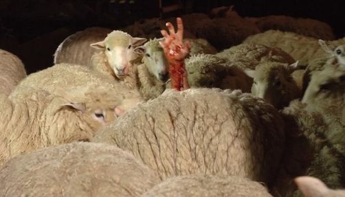 47 of the Best Creature Feature Films