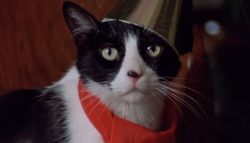 13 of the Scariest Cats of Horror Films
