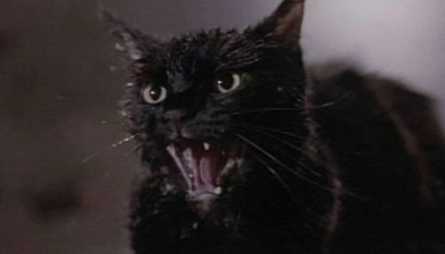 13 of the Scariest Cats of Horror Films