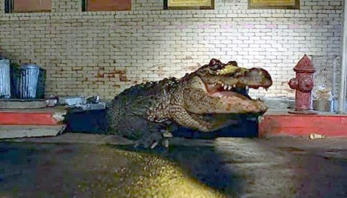 47 of the Best Creature Feature Films