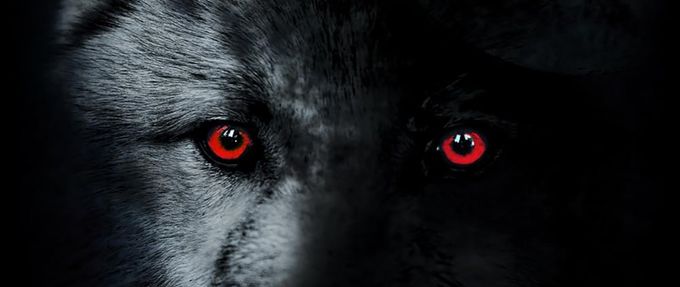 Werewolf Books for Fans of 'Wolf Man'