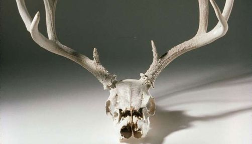 What Are the Scariest SCPs? Here Are the Top 10